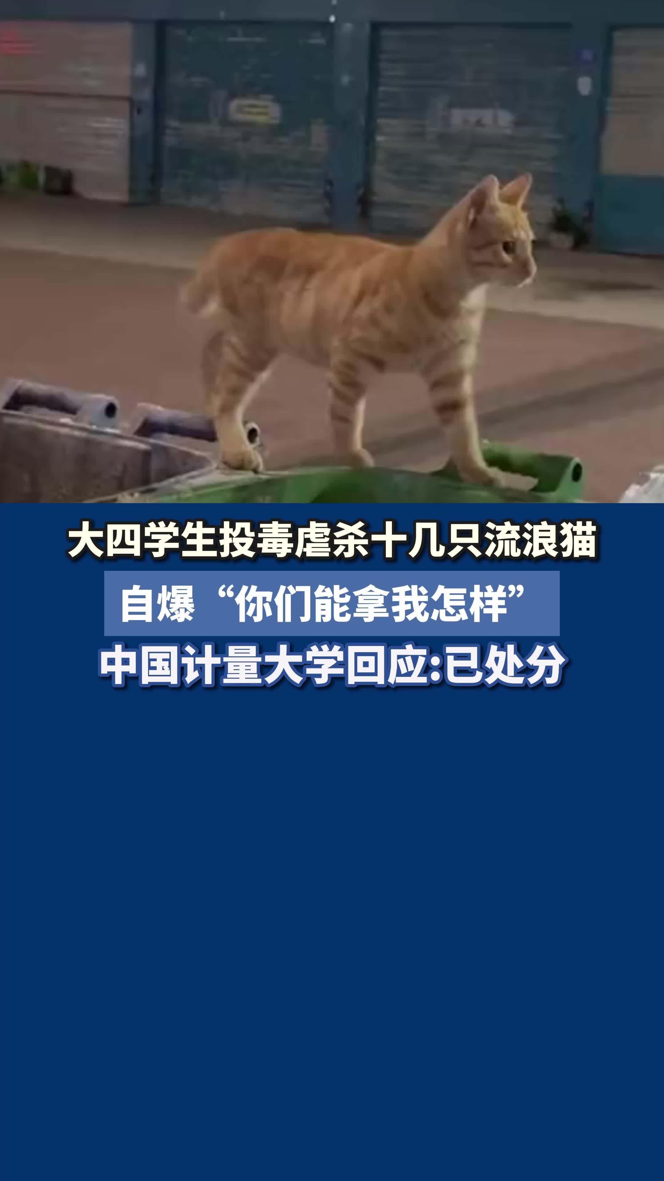 大四学生投毒虐杀十几只流浪猫 自爆"你们能拿我怎样"