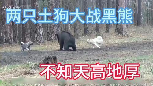 两只土狗大战黑熊,简直不知天高地厚