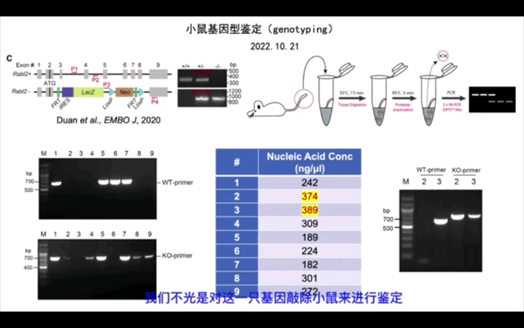 小鼠基因型鉴定(genotyping)时PCR条带弱怎么办?