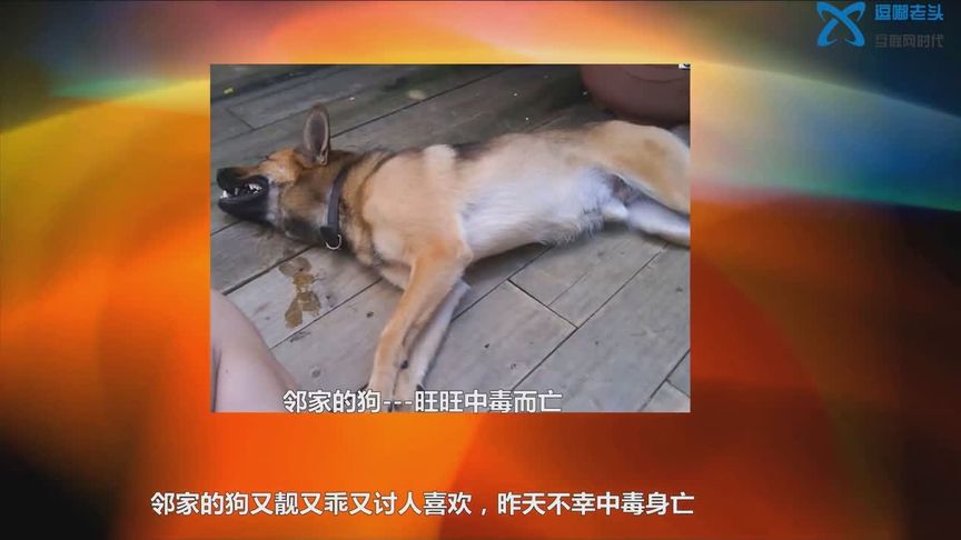 狗狗中毒而亡,主人一片迷茫?原因何在?