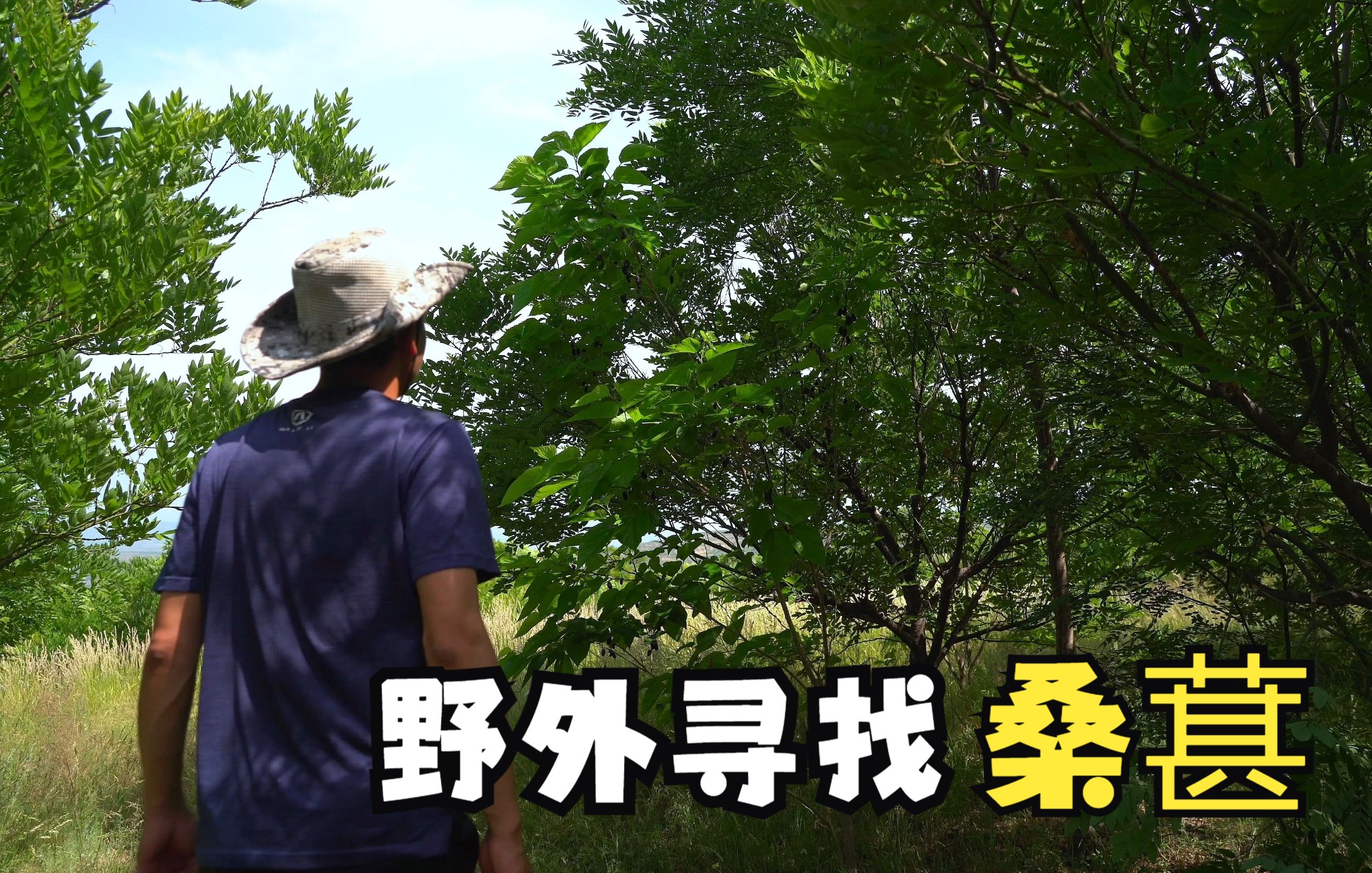 桑葚的功效有很多,但是却不好保存,古人就用桑葚泡酒,不仅味道鲜美,...