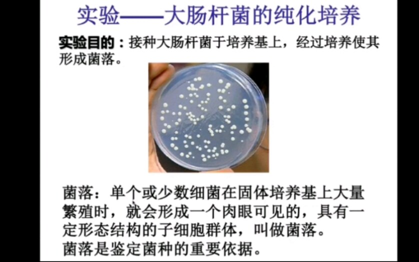 微生物的实验室培养(内附实验操作视频)