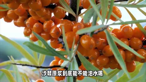 沙棘原浆泡水禁忌!这3类人千万别碰,小心伤身!