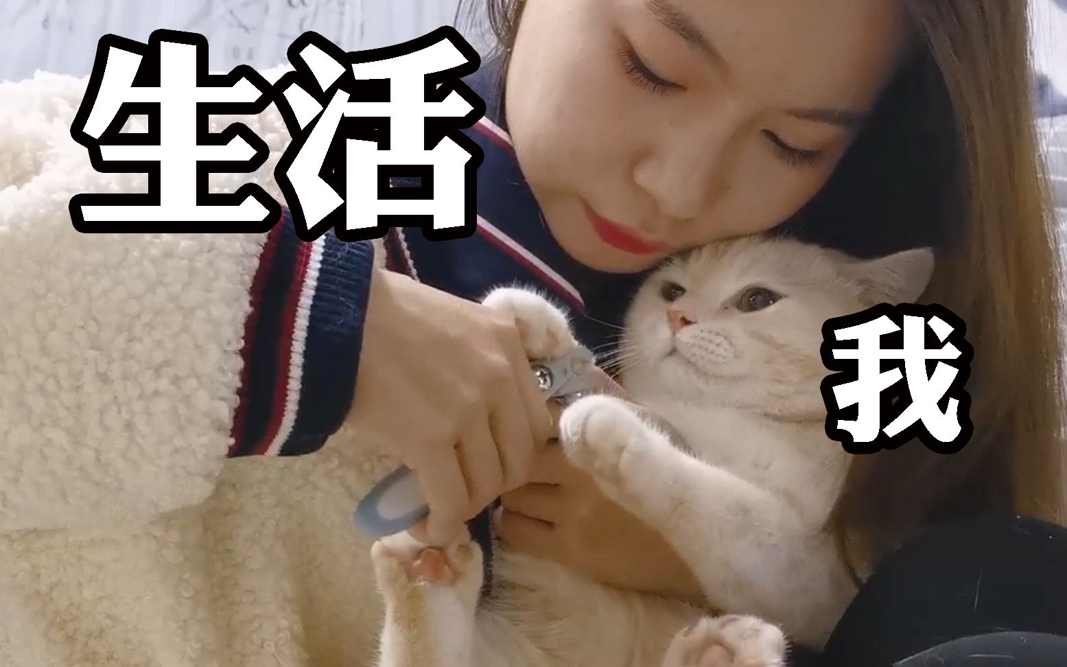 阿伟末日?!该怎么给爱撒娇的小猫咪剪指甲呢?