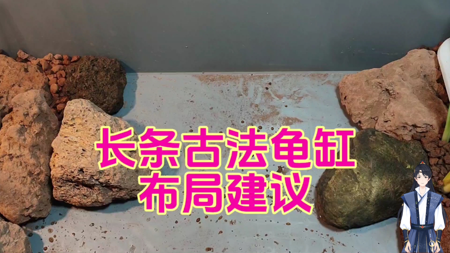 实用!火山石养龟开缸教程,长方形乌龟缸简单易学布置技巧。火山石...