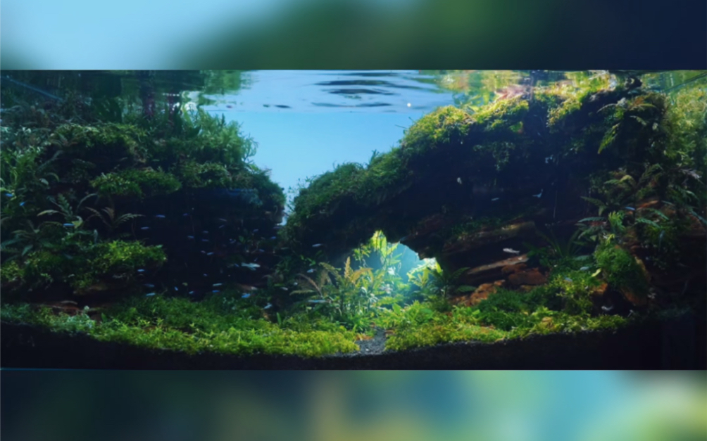 第七届全国大学生水族箱造景技能大赛-华中农业大学参赛作品