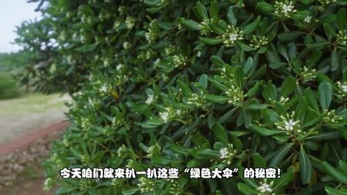 探秘全球樟树:从千年香樟到稀有金丝楠,你认识几种?