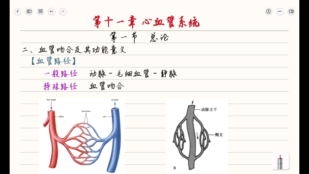【小白闲扯系解学】心血管系统 血管吻合及其功能意义(侧支吻合)