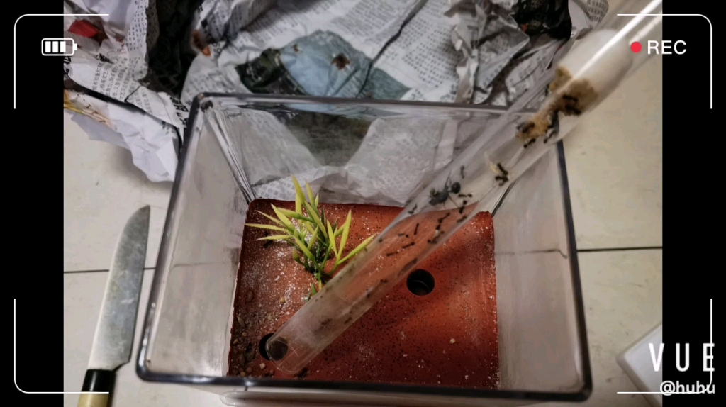 蚂蚁观察记录1 | 一窝工匠蚁到了,开箱视频～
