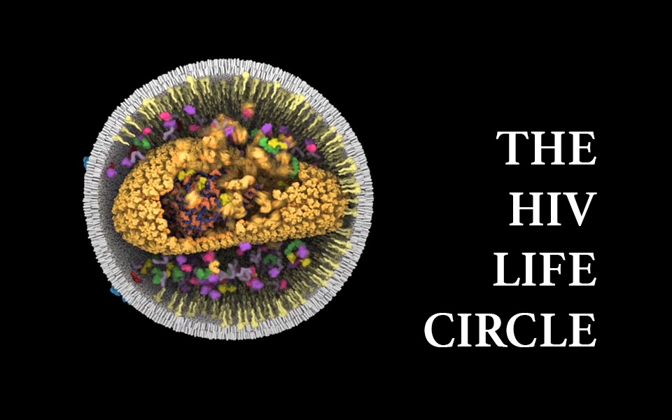 【3D动画】The HIV Life Circle / 艾滋病毒的生命循环
