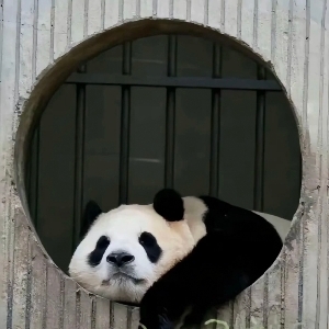 小舞的菊糕糕 