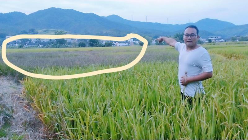 农村大叔种植庄稼,做梦都没想到2亩稻田出了这种问题,真无奈