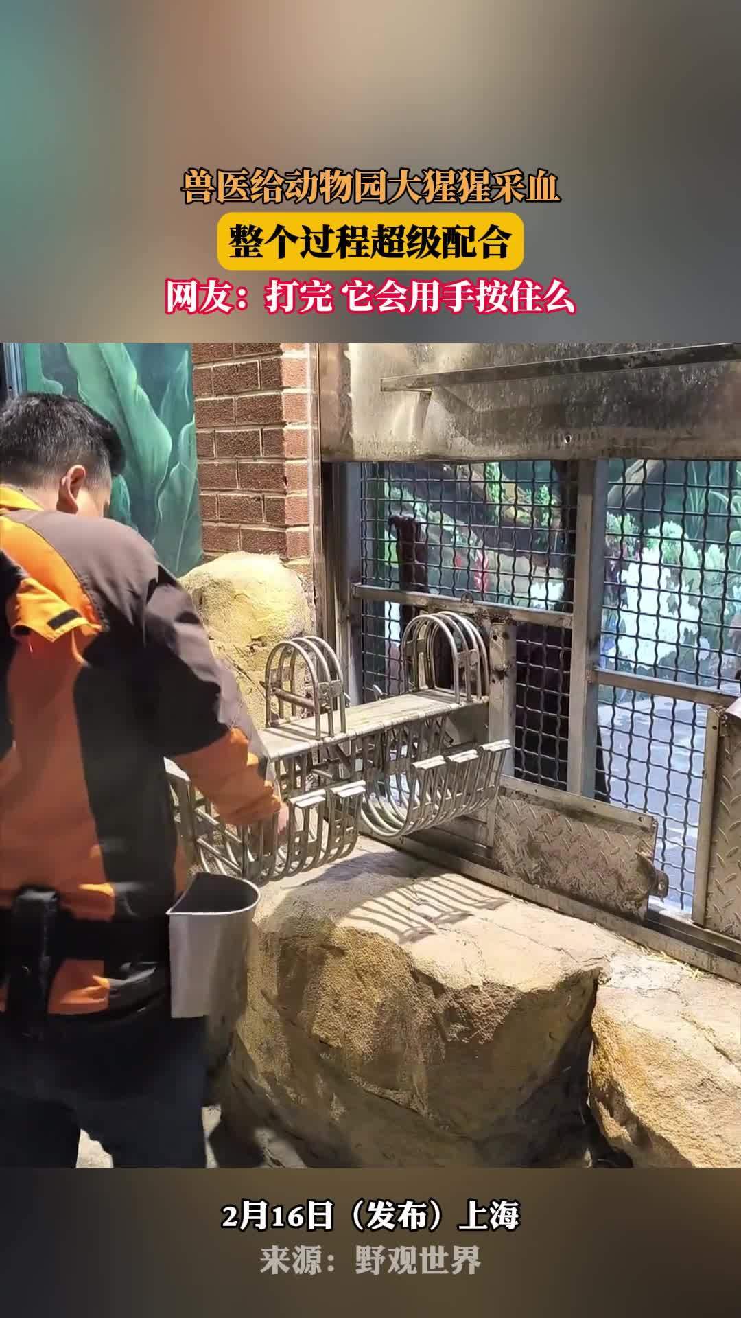 兽医给动物园大猩猩采血,整个过程超级配合