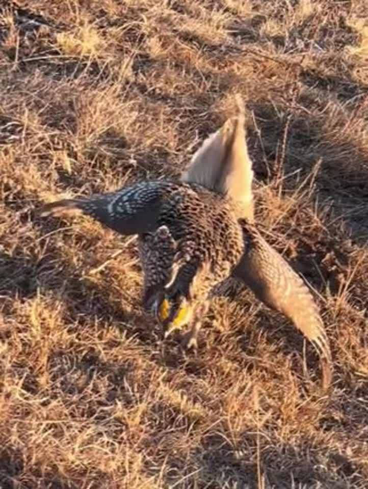 钓鱼人的随拍#神奇动物在 #野钓惊喜无处不在 #这是什么动物有人认识...