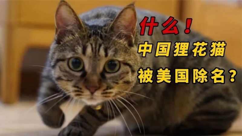 中国狸花猫被美国CFA除名,这到底发生了什么?