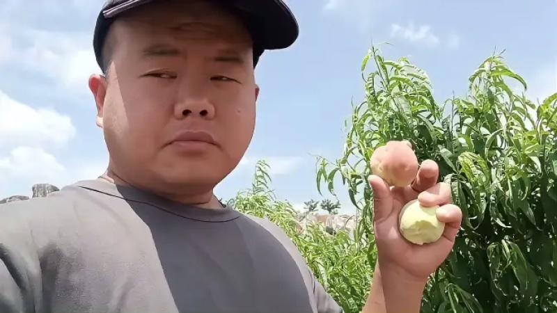我们的桃子采摘进入倒计时了,今天进山又摘了几个尝鲜