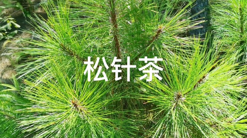松针做的茶你喝过吗?用处太着呢,早晚喝一杯,对身体好处多多!