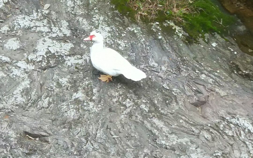 嘎嘎嘎,一只悠闲的鸭子