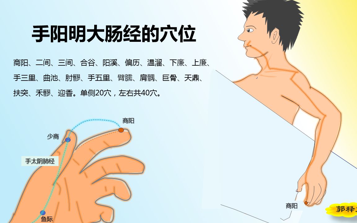 中医经络穴位全脑速记:十二正经(二)手阳明大肠经的穴位