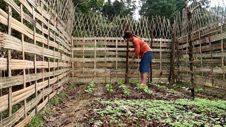 生存技能 表妹独自露营在森林中种植蔬菜!