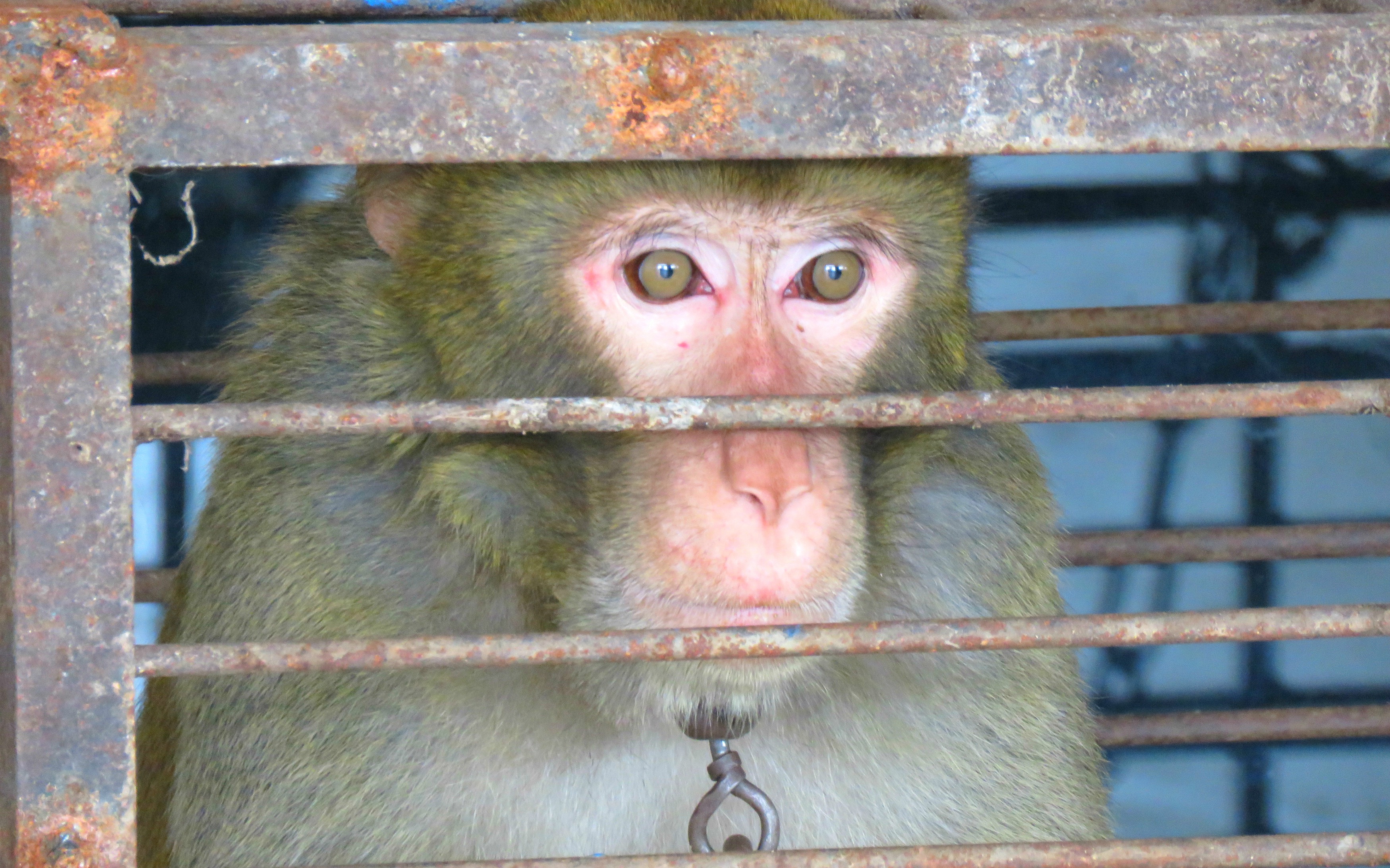 圈套——动物表演背后的真相