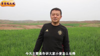 小麦怎么种植才能达到高产?听听这几点,以后管理很轻松
