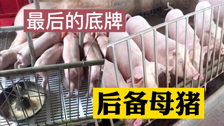 猪价抄底,守好最后一张底牌?酵母菌在选育母猪时的妙用