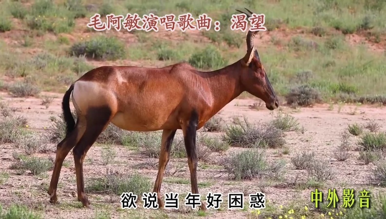 毛阿敏演唱歌曲:渴望