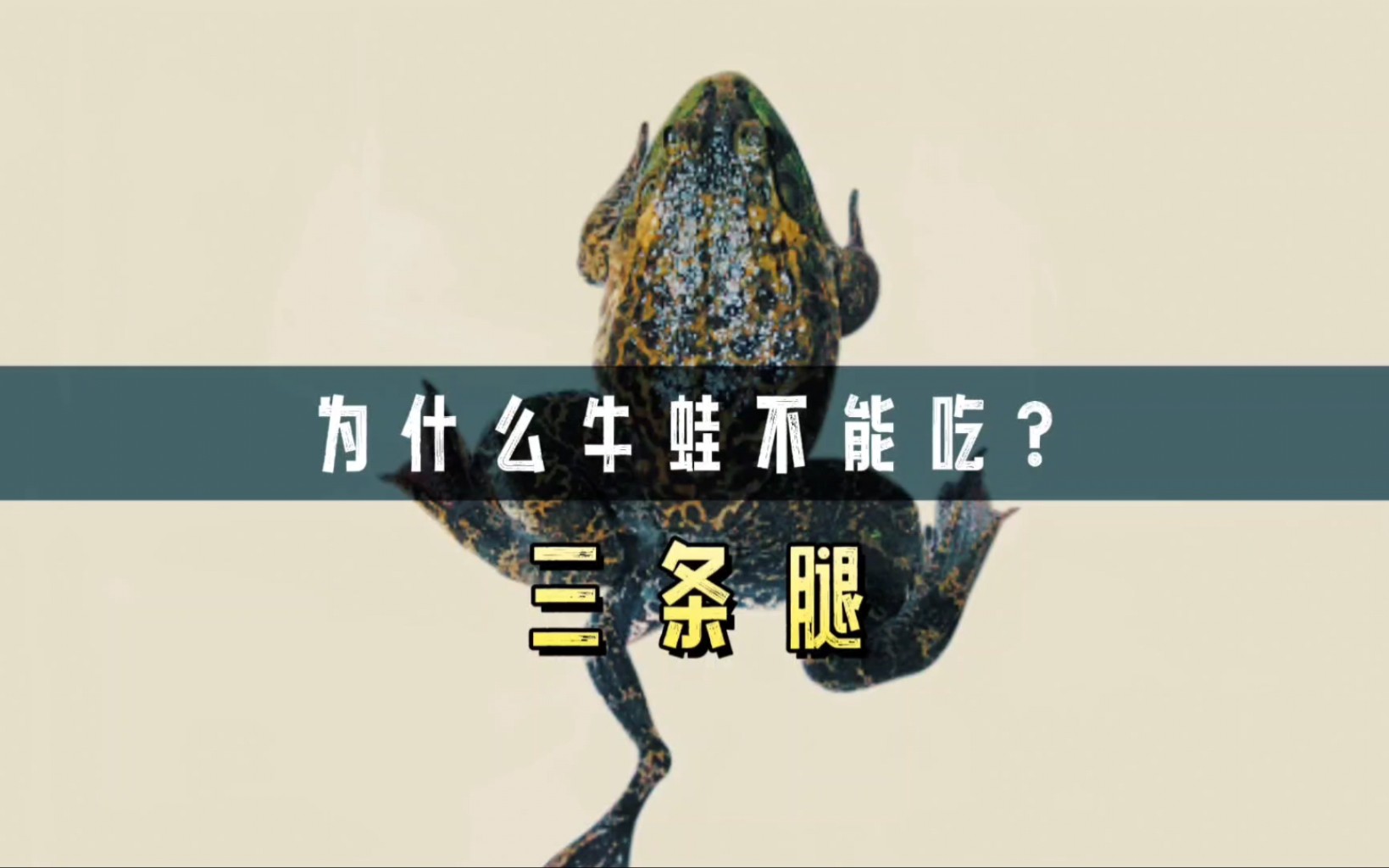 三条腿的牛蛙,看完你还敢吃吗?