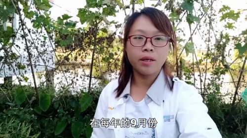这种植物无根无茎,每年9月开花一次,一斤能卖1万元,你见过吗?