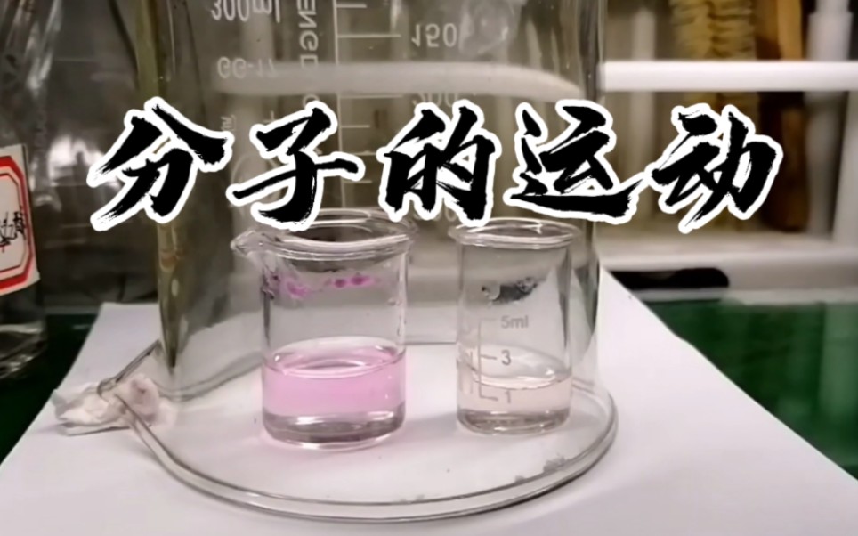 【初中化学】分子的运动现象实验 氨水与酚酞