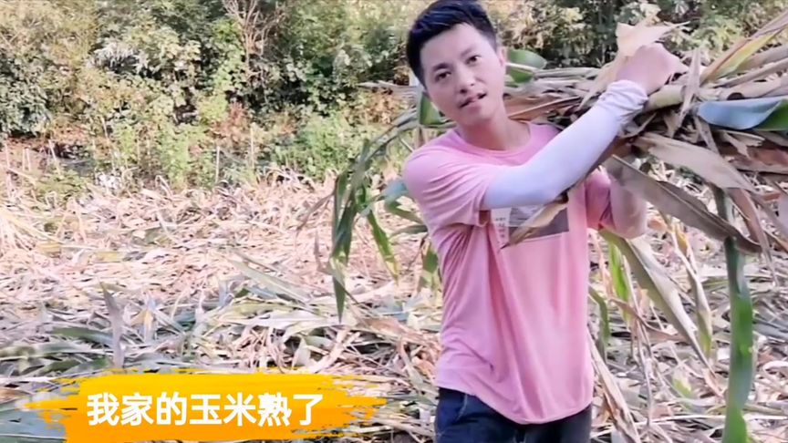 农村不要的玉米秸秆变废为宝,晒干粉粹用来喂养家畜是好东西