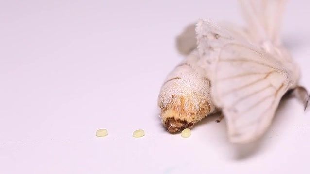 春蚕到死丝方尽!花一分钟看完一只蚕的一生,莫名的感动!