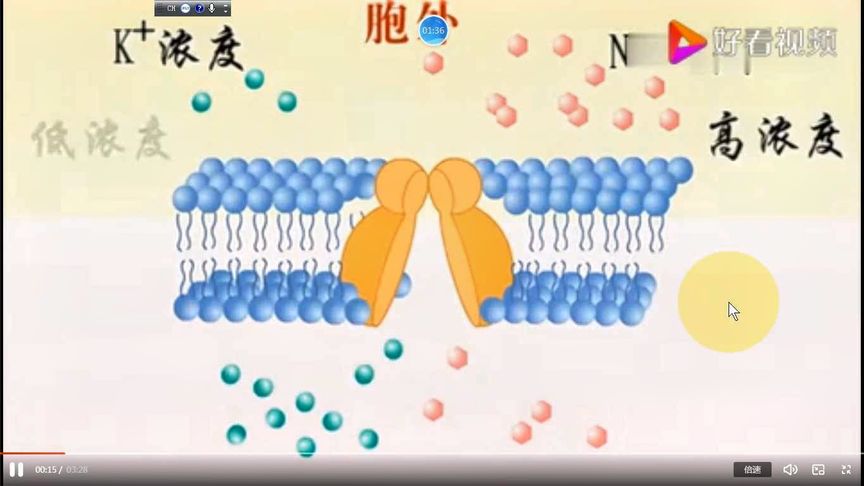 2021生物水平考试复习3-主动运输,ATP,