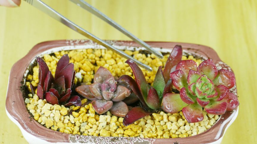 新买回来的多肉植物怎么种?只需这几个小步骤很容易!
