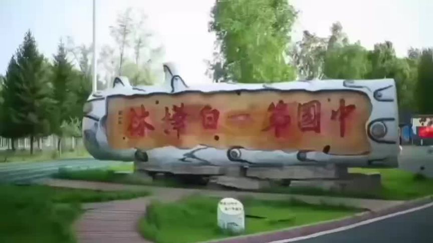 #万人说新疆阿勒泰 美丽的白桦林欢迎你