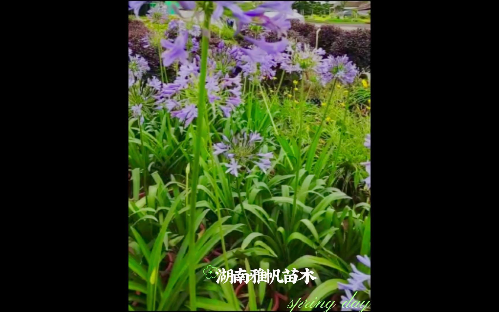 娄底冷水江雅帆苗木花卉乔木灌木水生植物园林景观绿化工程苗木精品...