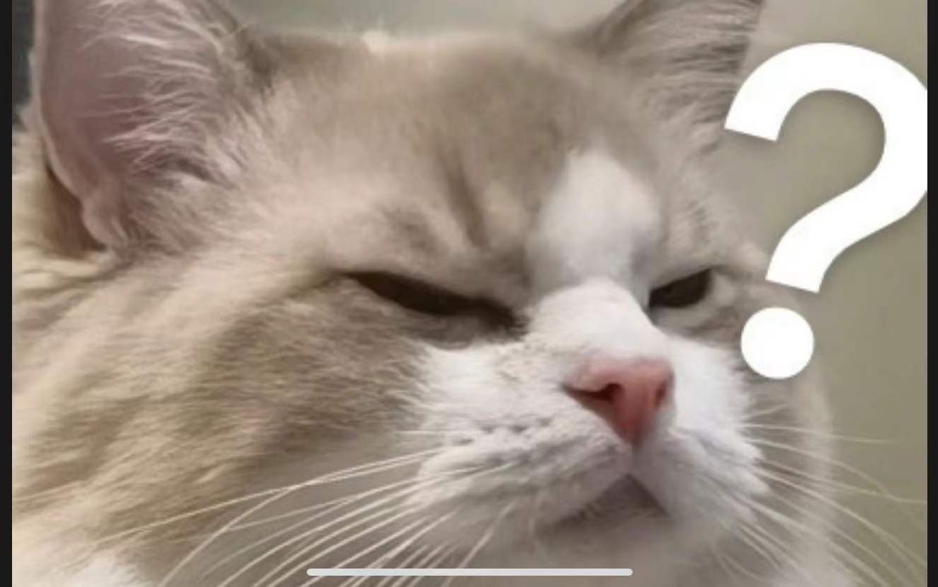 我竟然给喜欢的猫猫肝了一部AN科普动画?!
