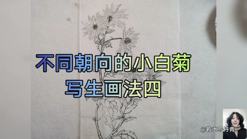 中国画菊花画法之双钩小白菊画法四,简单易学,初学绘画可以试试