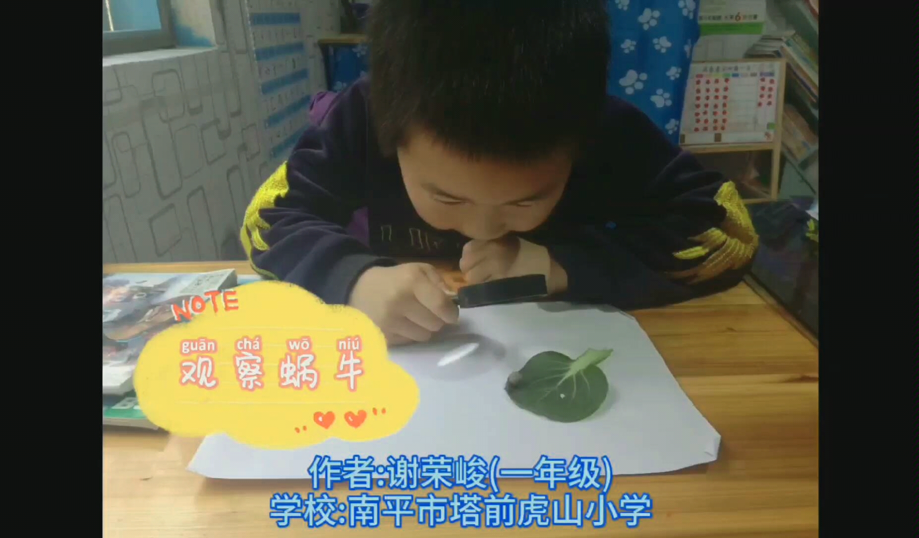 一年级小学生的科学探究纪录片《观察蜗牛》
