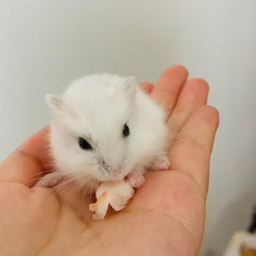 镜妍yae