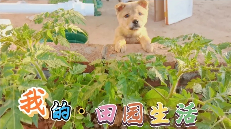 花了半天时间,一分钱不花,给即将花开的圣女果做了牵引架!