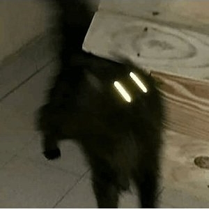 大黑猫想当猫老大 
