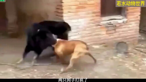 藏獒大战比特犬,胜负难料