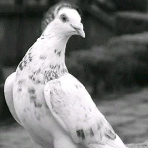 鸽鸽不是鸽斯拉 