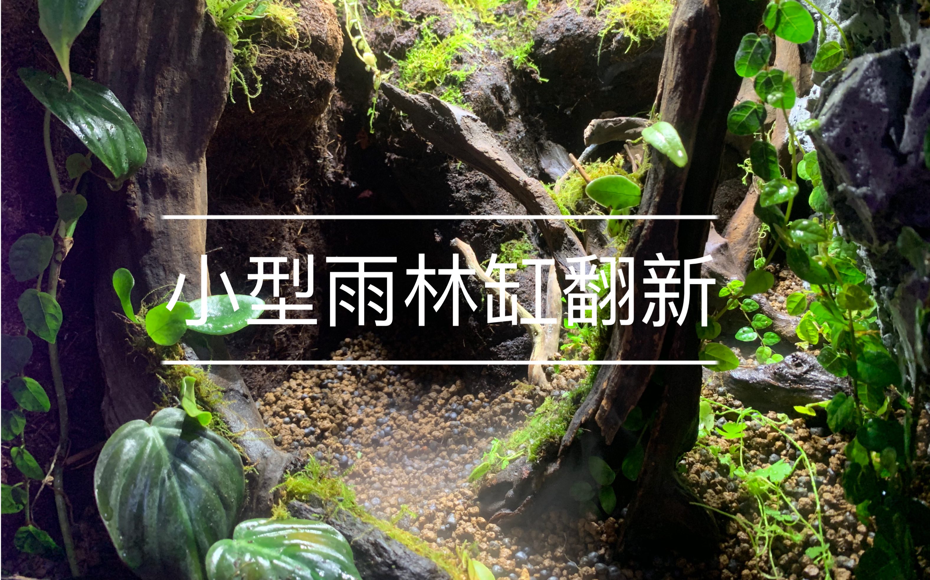 30-30-45小型雨林缸翻缸,大佬告诉我沉木这么摆,里面有你需要的干货