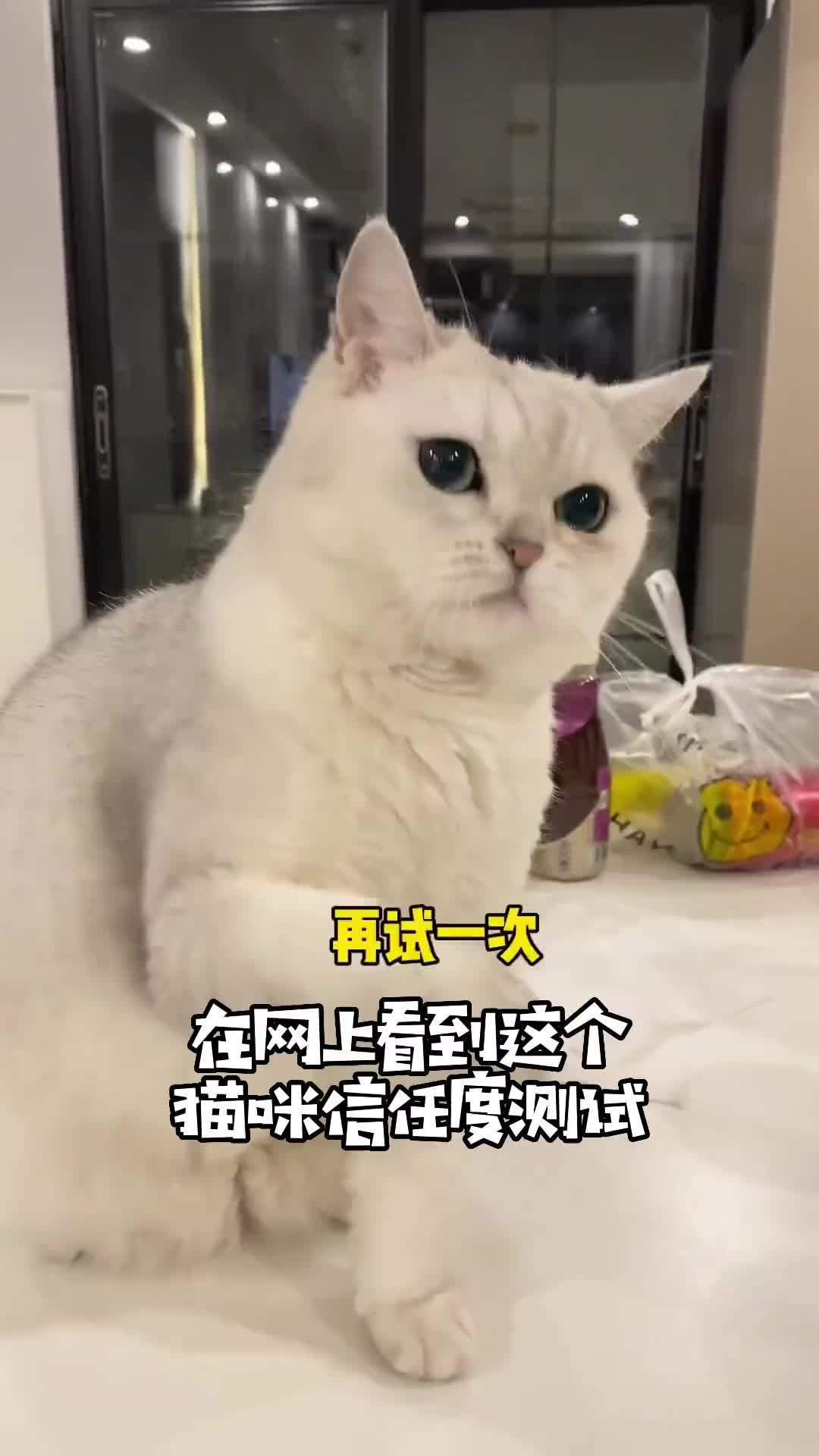 猫咪信任度测试!我家猫怎么跟别人的猫不太一样呢?