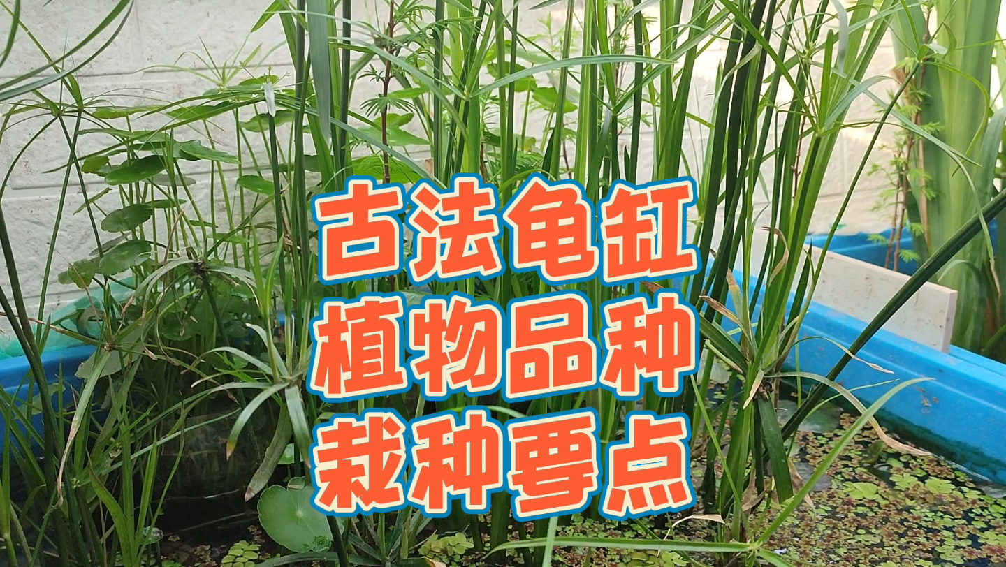 乌龟缸植物推荐,适合栽种在乌龟缸里的植物特点,古法生态龟缸种植物...