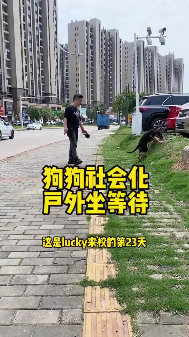 狗狗社会化第一堂课是什么