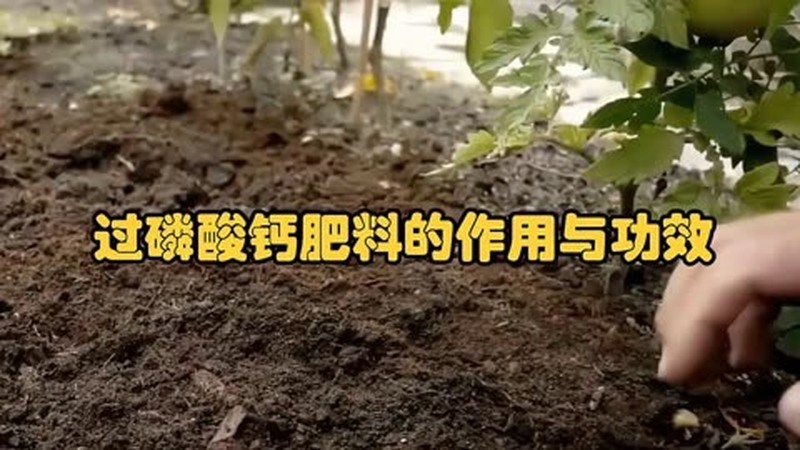 过磷酸钙肥料的作用与功效,农业生产离不开过磷酸钙肥料